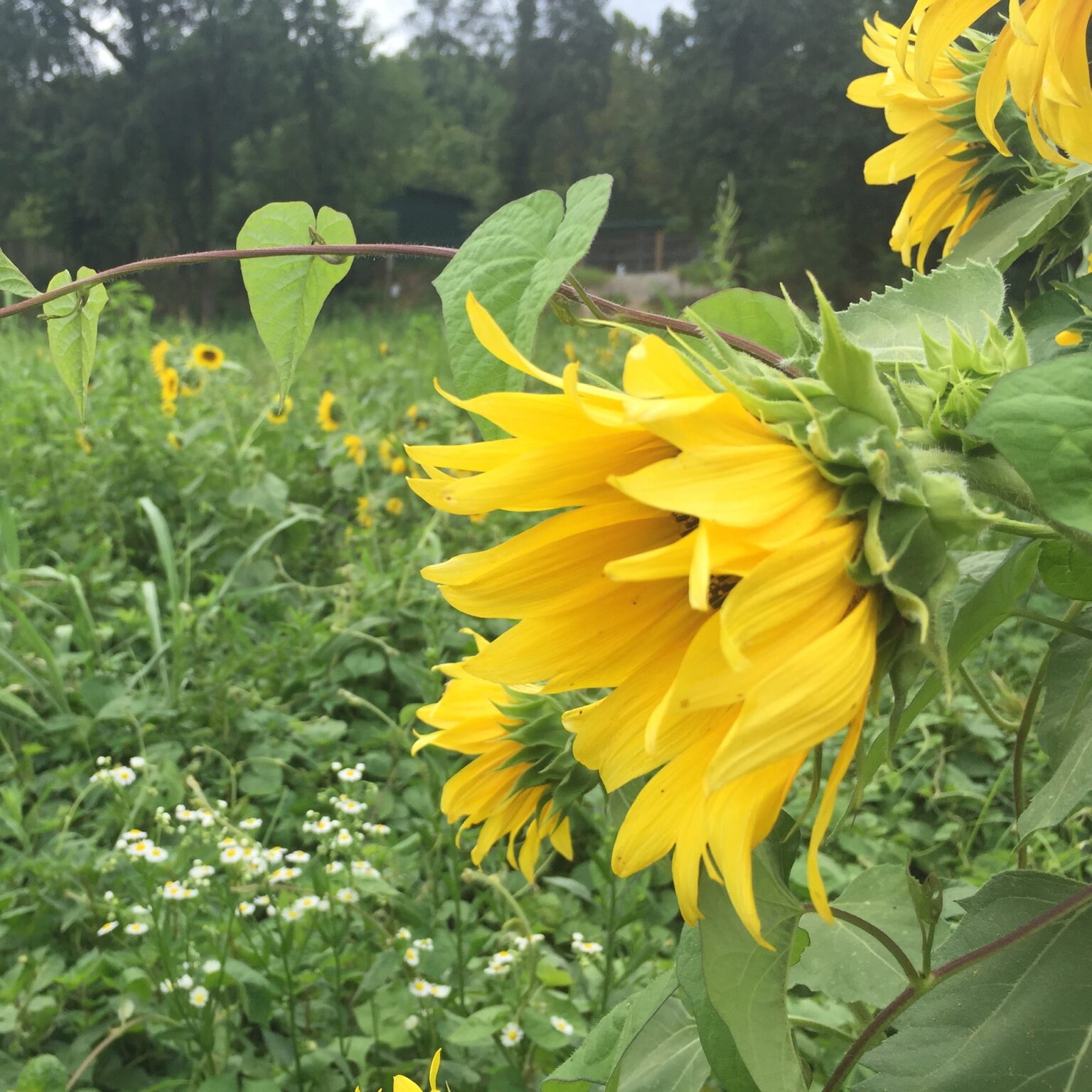 Classic Summer Activities for Families - The Homemaker's Society