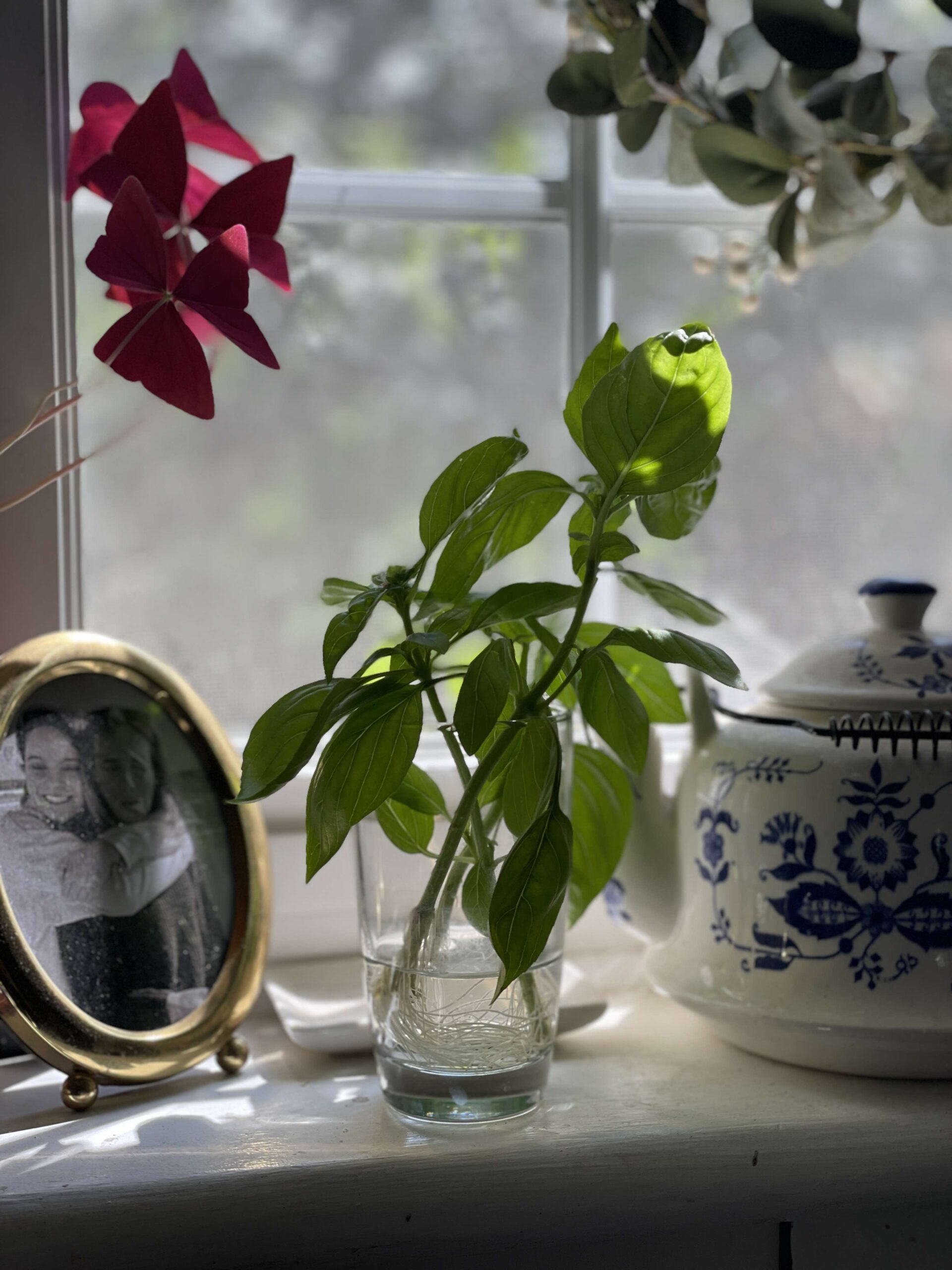 How to Root Basil Cuttings - The Homemaker's Society